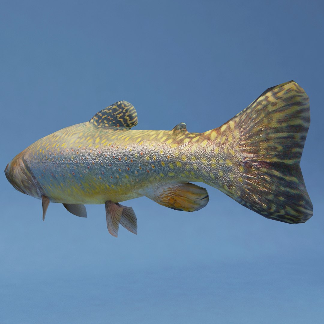 Trout Modelled 3d Model