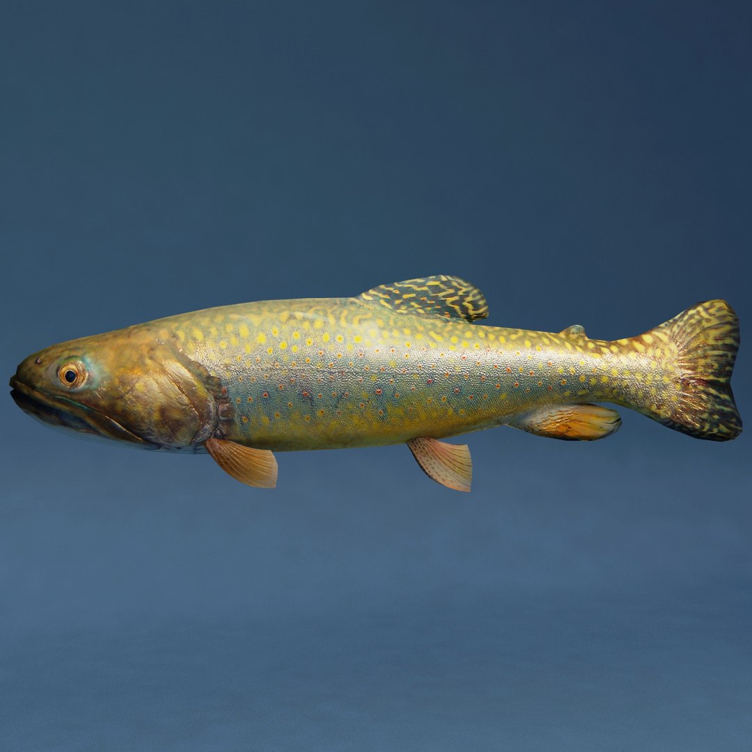 Trout Modelled 3d Model