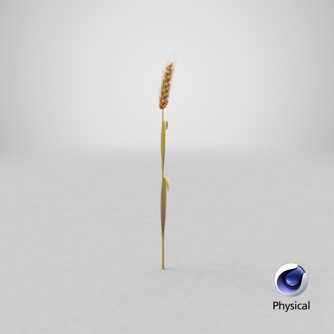 Cartoon Wheat Spikelet 04 3D Model - TurboSquid 2050593
