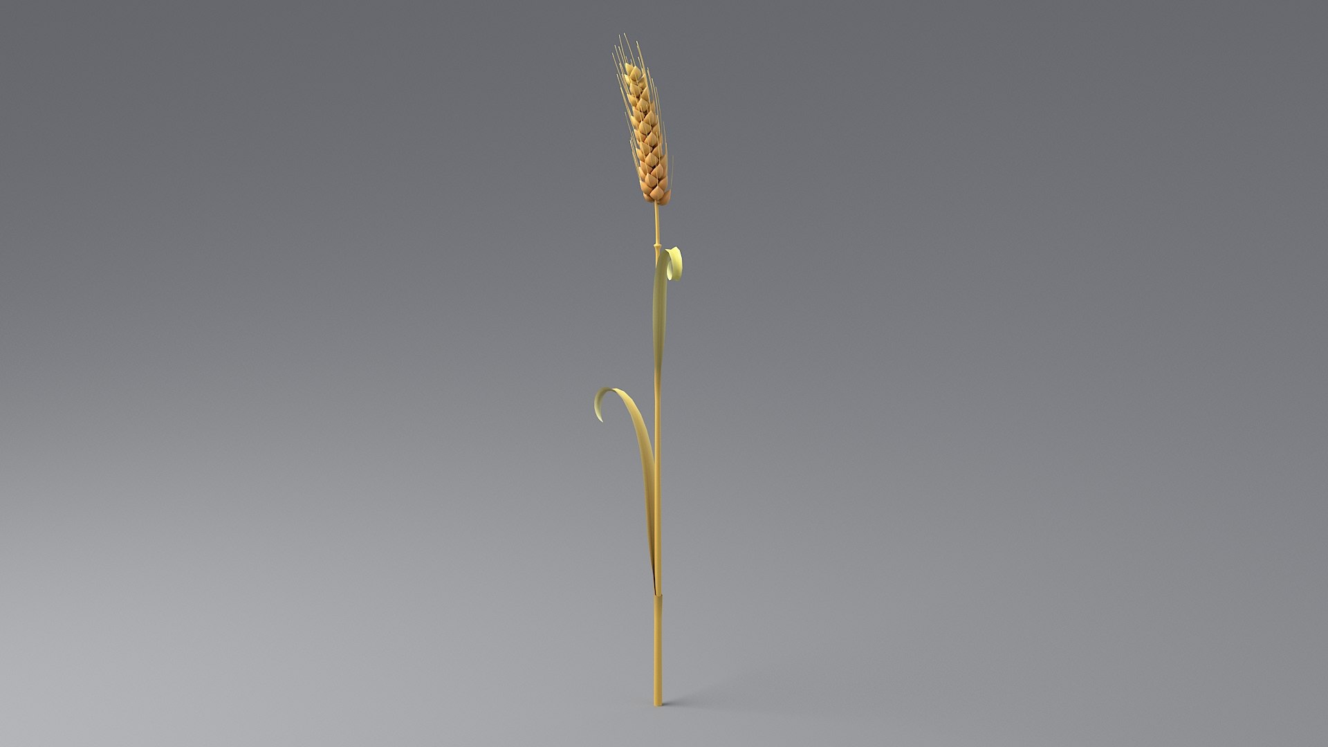 Cartoon Wheat Spikelet 04 3D Model - TurboSquid 2050593