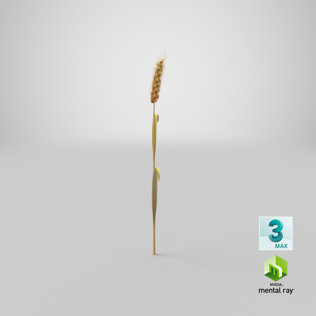 Cartoon Wheat Spikelet 04 3D Model - TurboSquid 2050593