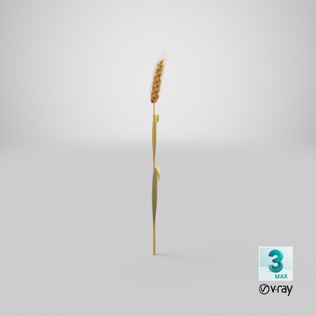 Cartoon Wheat Spikelet 04 3D Model - TurboSquid 2050593