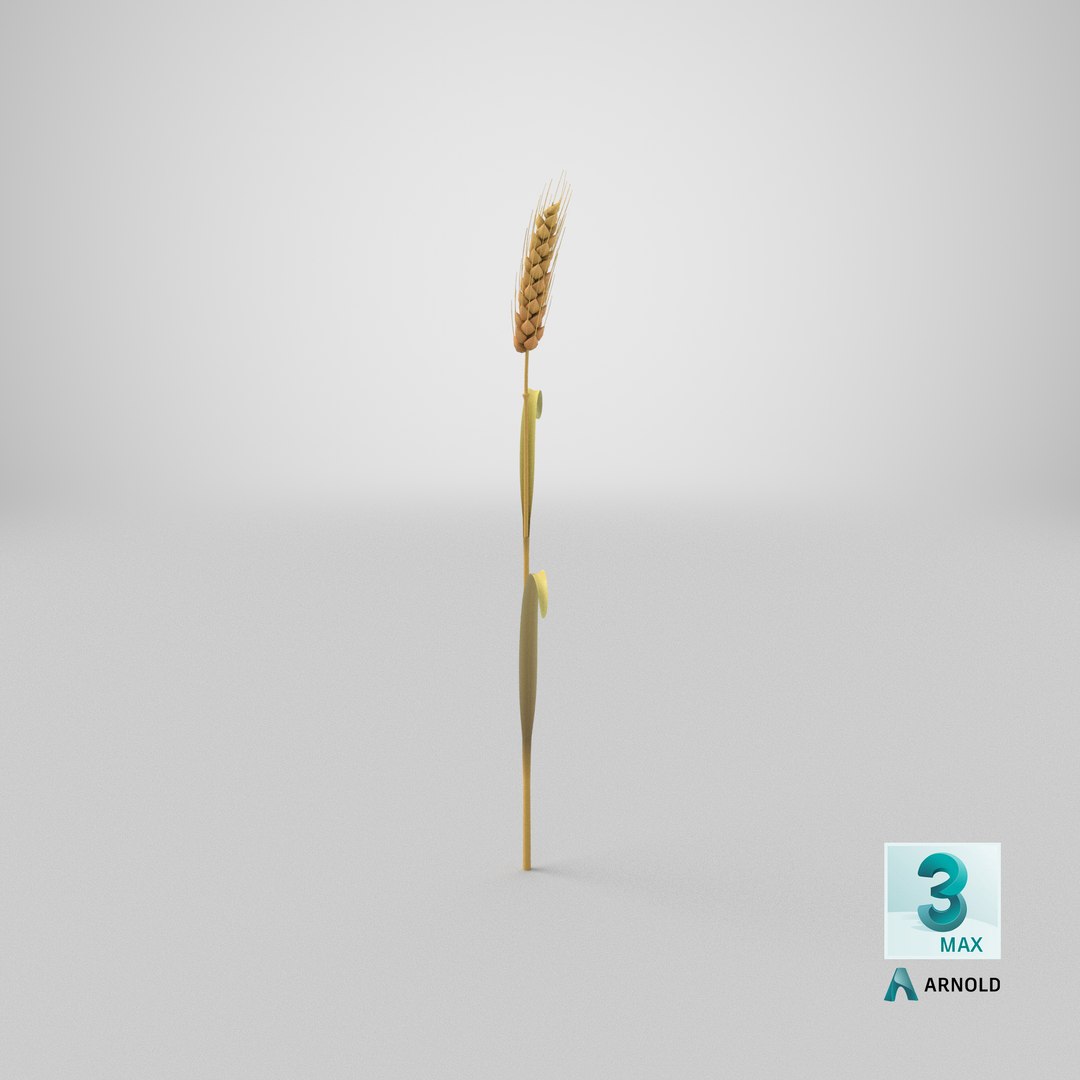 Cartoon Wheat Spikelet 04 3D Model - TurboSquid 2050593