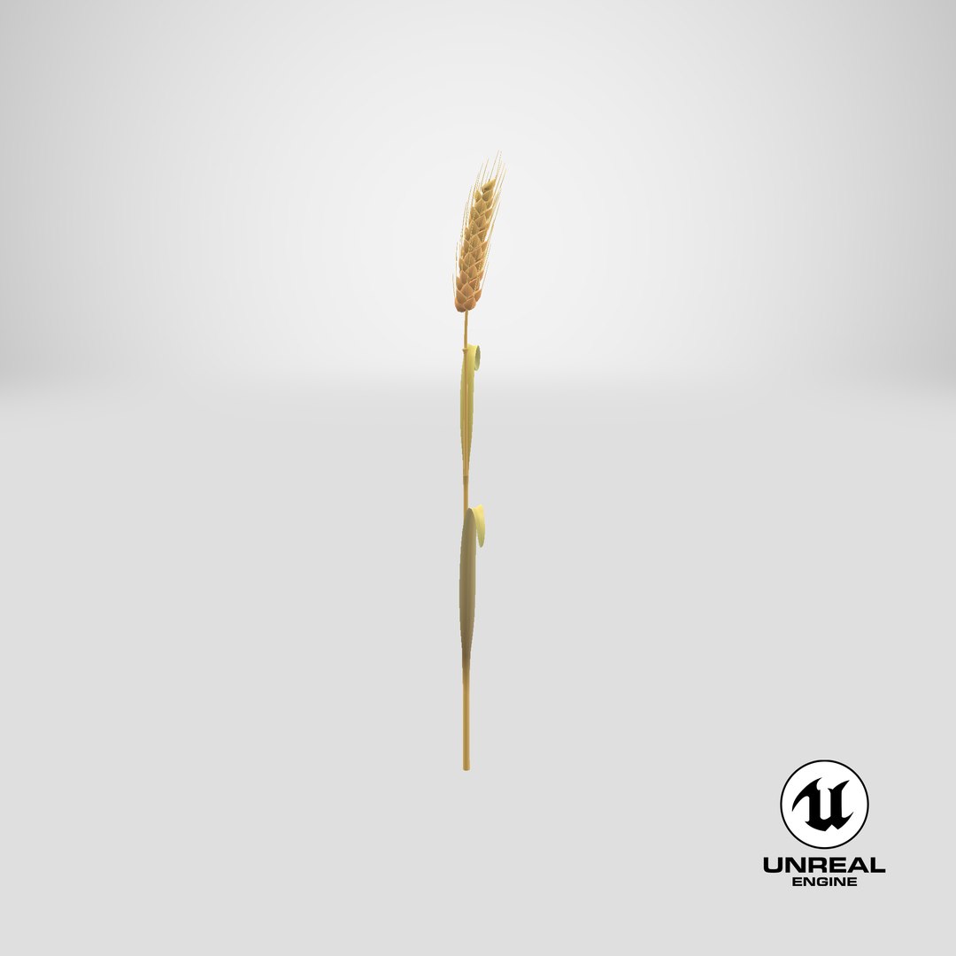 Cartoon Wheat Spikelet 04 3D Model - TurboSquid 2050593