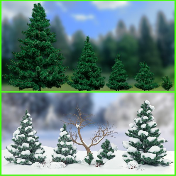 fir tree 3d c4d
