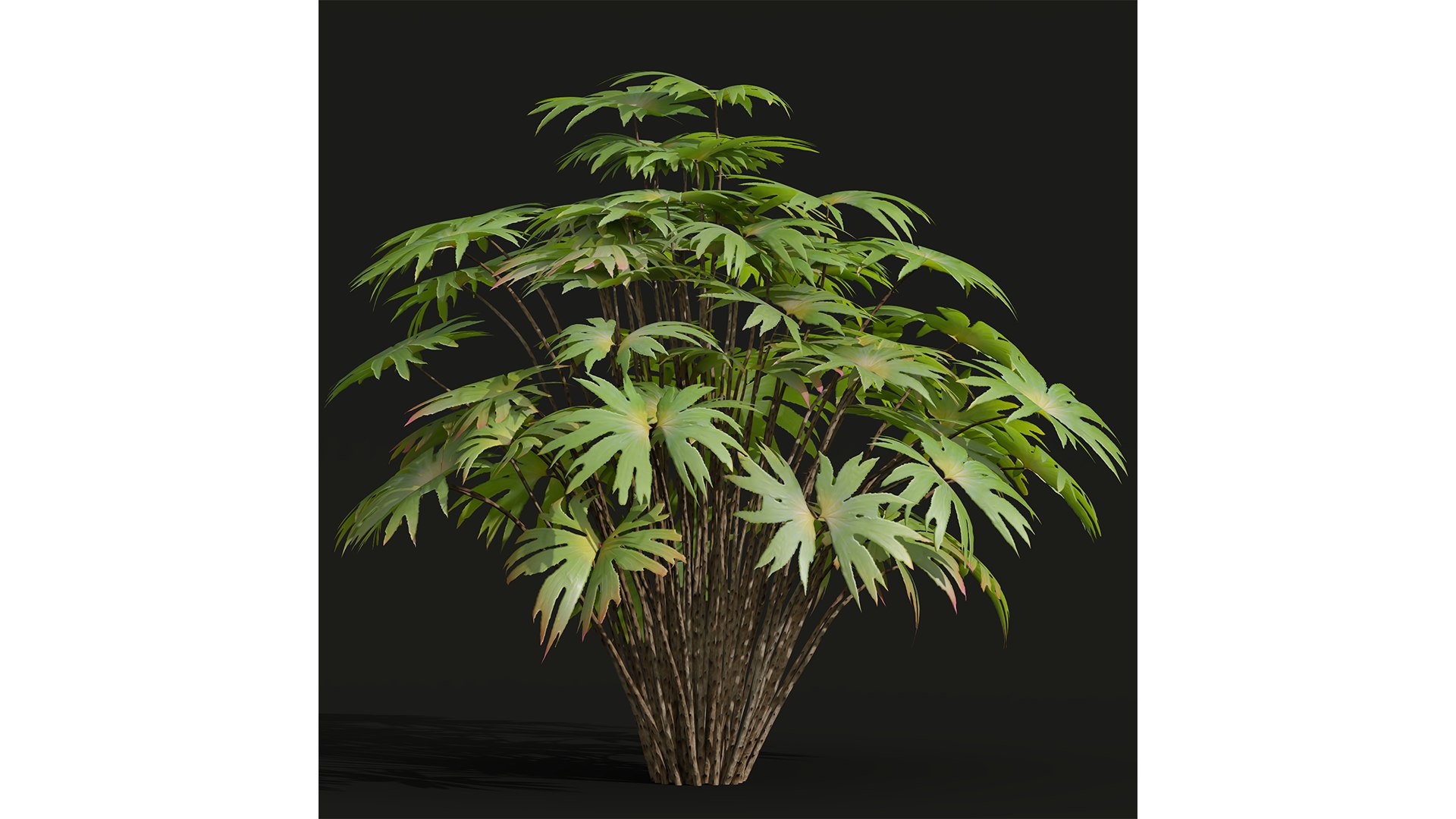 New Plant High Detail Dipteris Conjugata 3D Model - TurboSquid 2238425