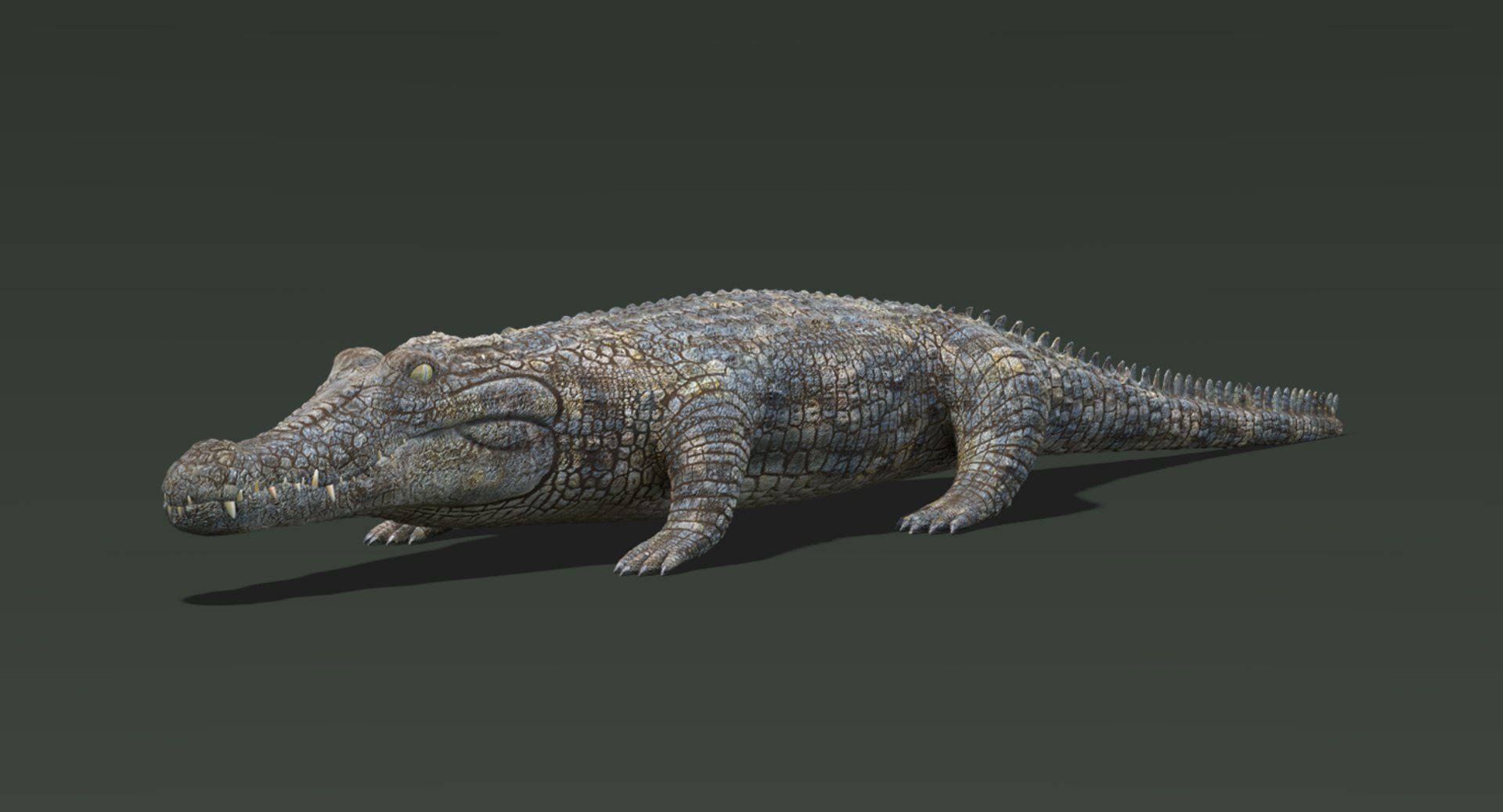 Photorealistic Crocodile 3D - TurboSquid 1219504
