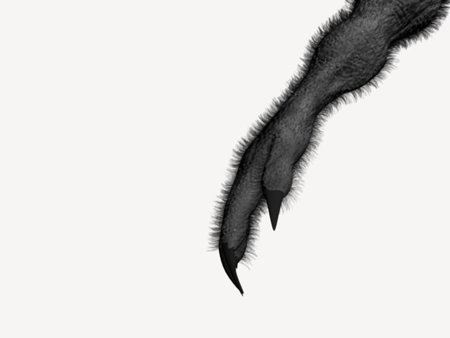 3d Wolfman Model