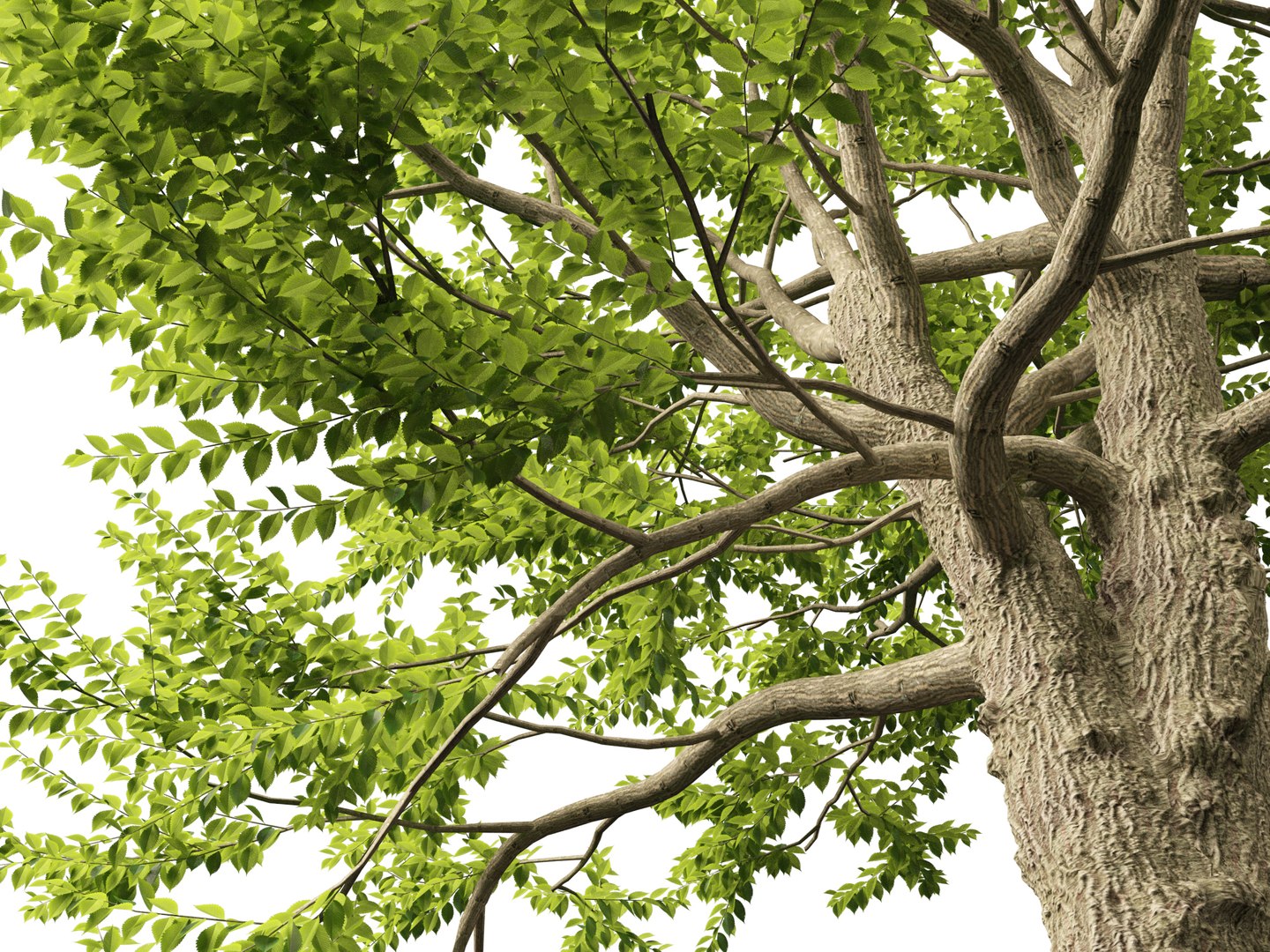 3D model Ulmus laevis - European white elm - TurboSquid 2118740