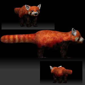 3D Red Panda Models - Browse & Download Formats - TurboSquid