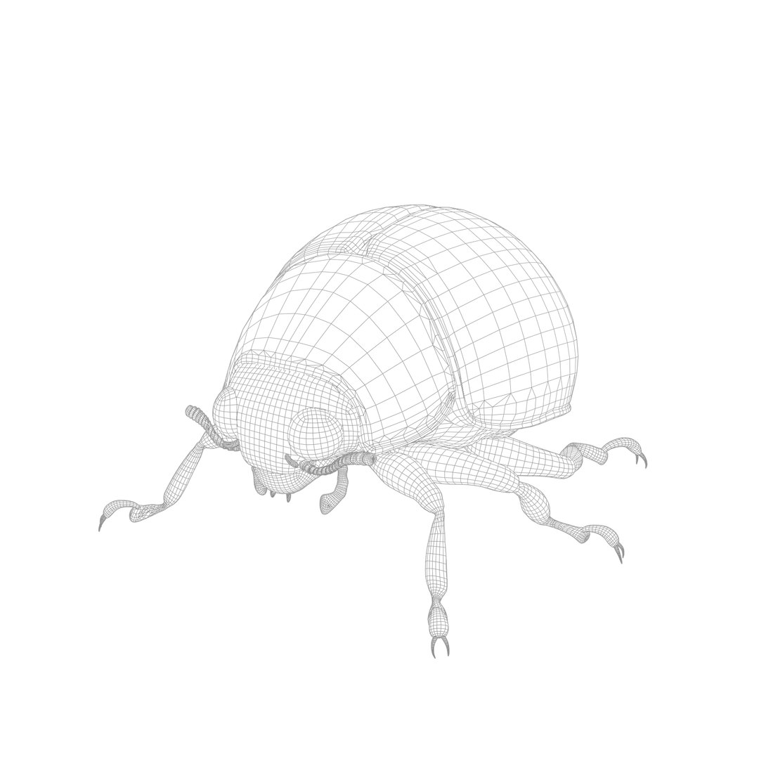 Lady Bug Insect 3D Model 3D Model - TurboSquid 2337667