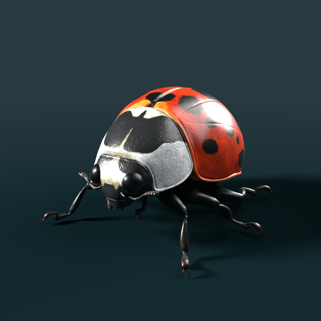 Lady Bug 3D Model 3D Model - TurboSquid 2337667