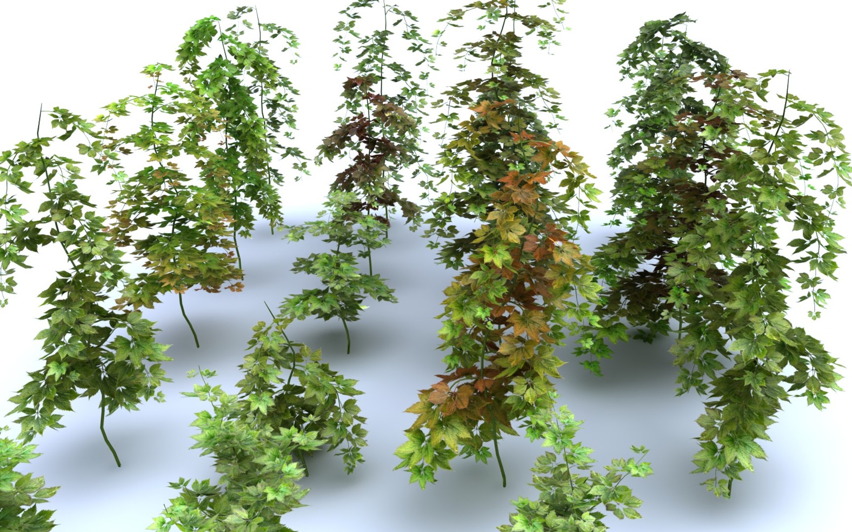 3D Model Ivy Pack 60 - TurboSquid 1210419