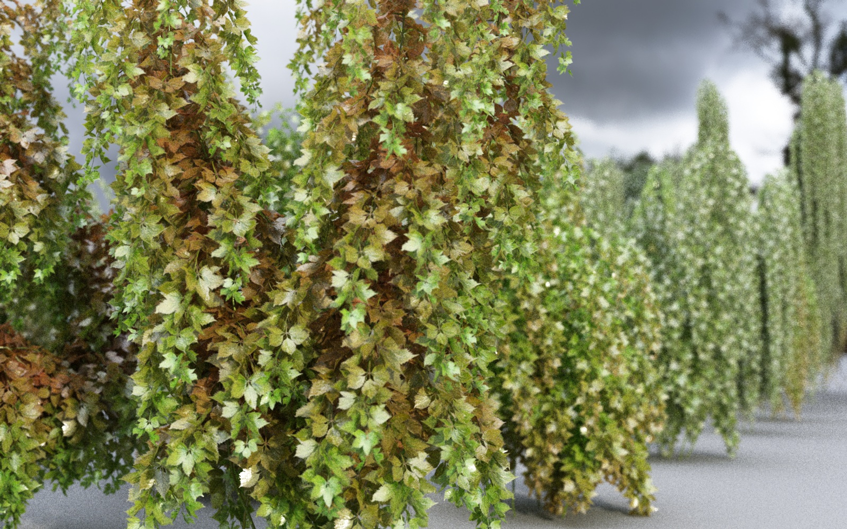 3D Model Ivy Pack 60 - TurboSquid 1210419