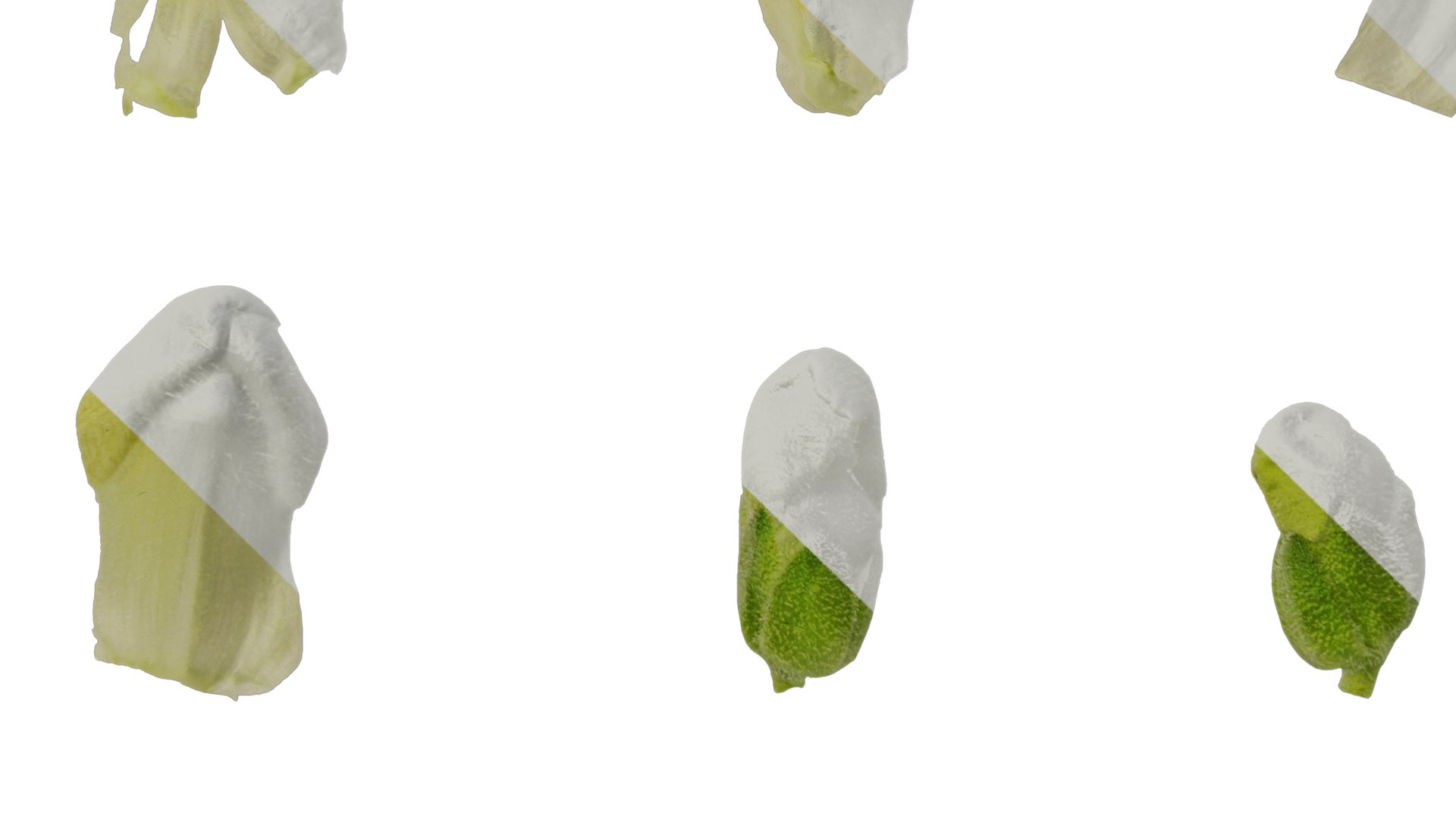 Anydrafts Antirrhinum Majus Flower 09 Textures 3D Model - TurboSquid ...