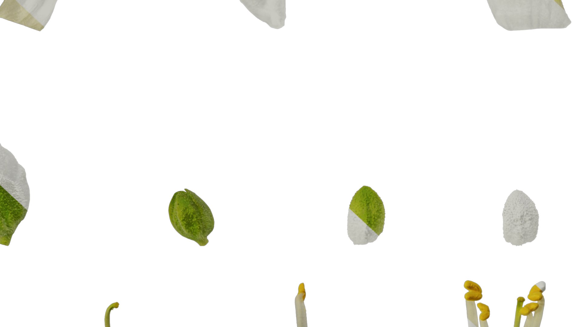 Anydrafts Antirrhinum Majus Flower 09 Textures 3D Model - TurboSquid ...