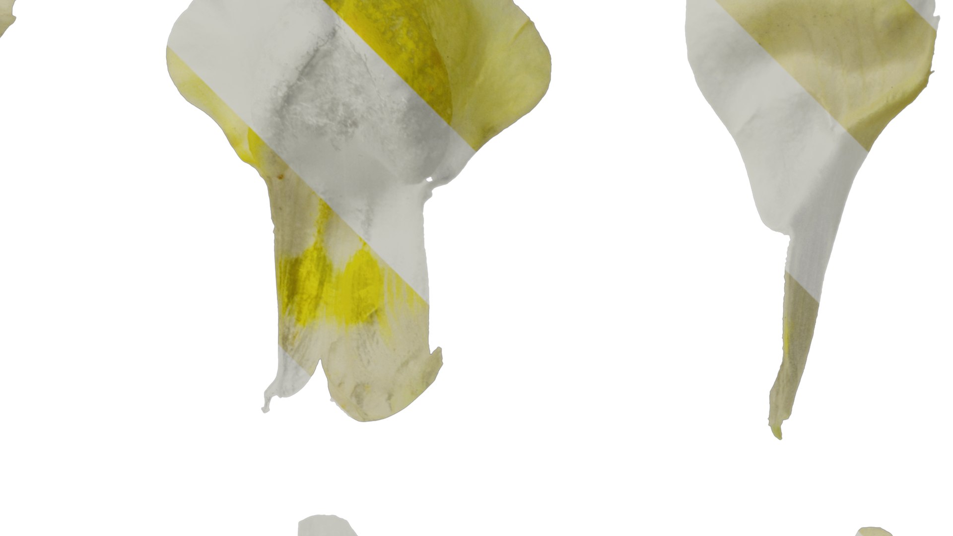 Anydrafts Antirrhinum Majus Flower 09 Textures 3D Model - TurboSquid ...