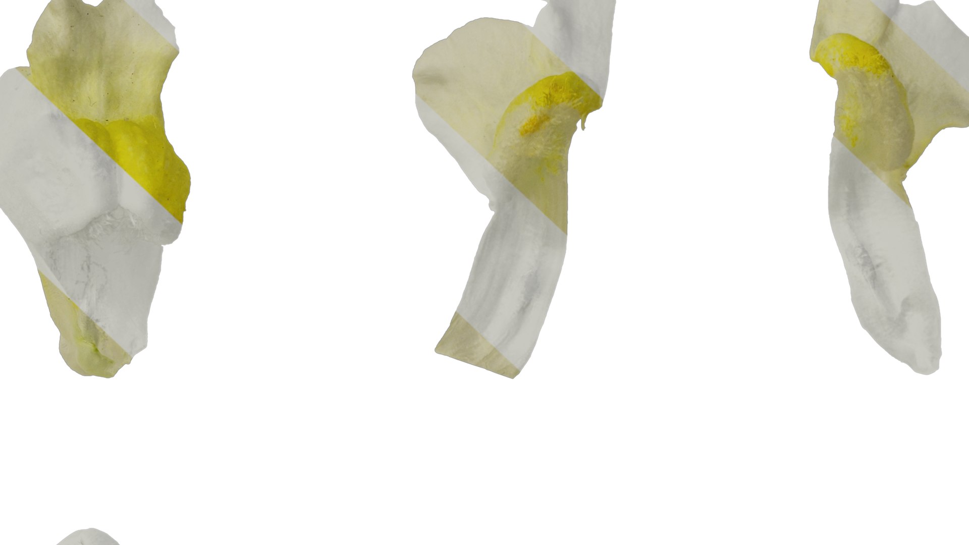 Anydrafts Antirrhinum Majus Flower 09 Textures 3D Model - TurboSquid ...