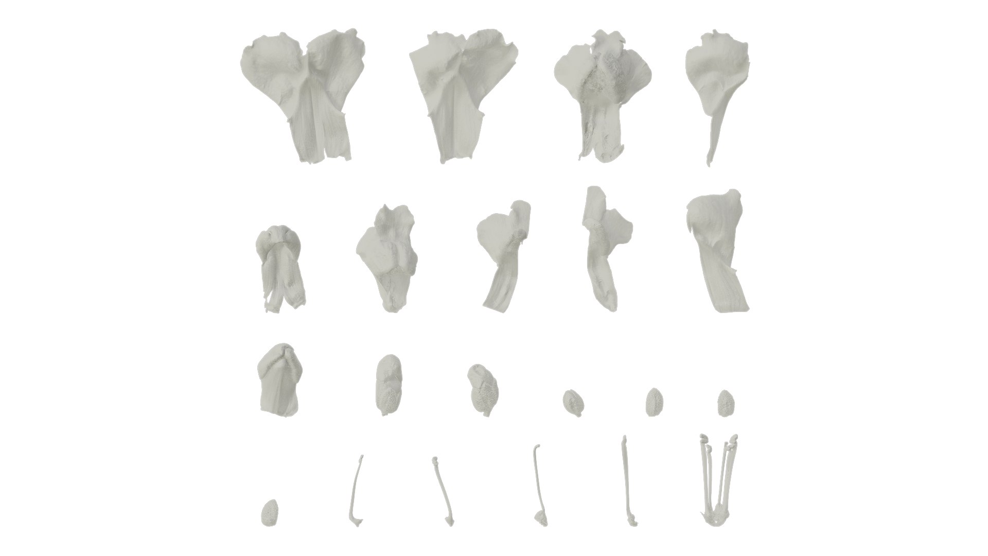 Anydrafts Antirrhinum Majus Flower 09 Textures 3D Model - TurboSquid ...