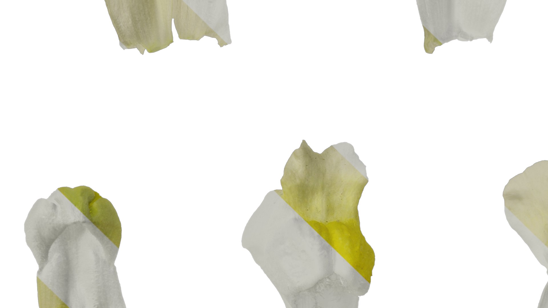 Anydrafts Antirrhinum Majus Flower 09 Textures 3D Model - TurboSquid ...