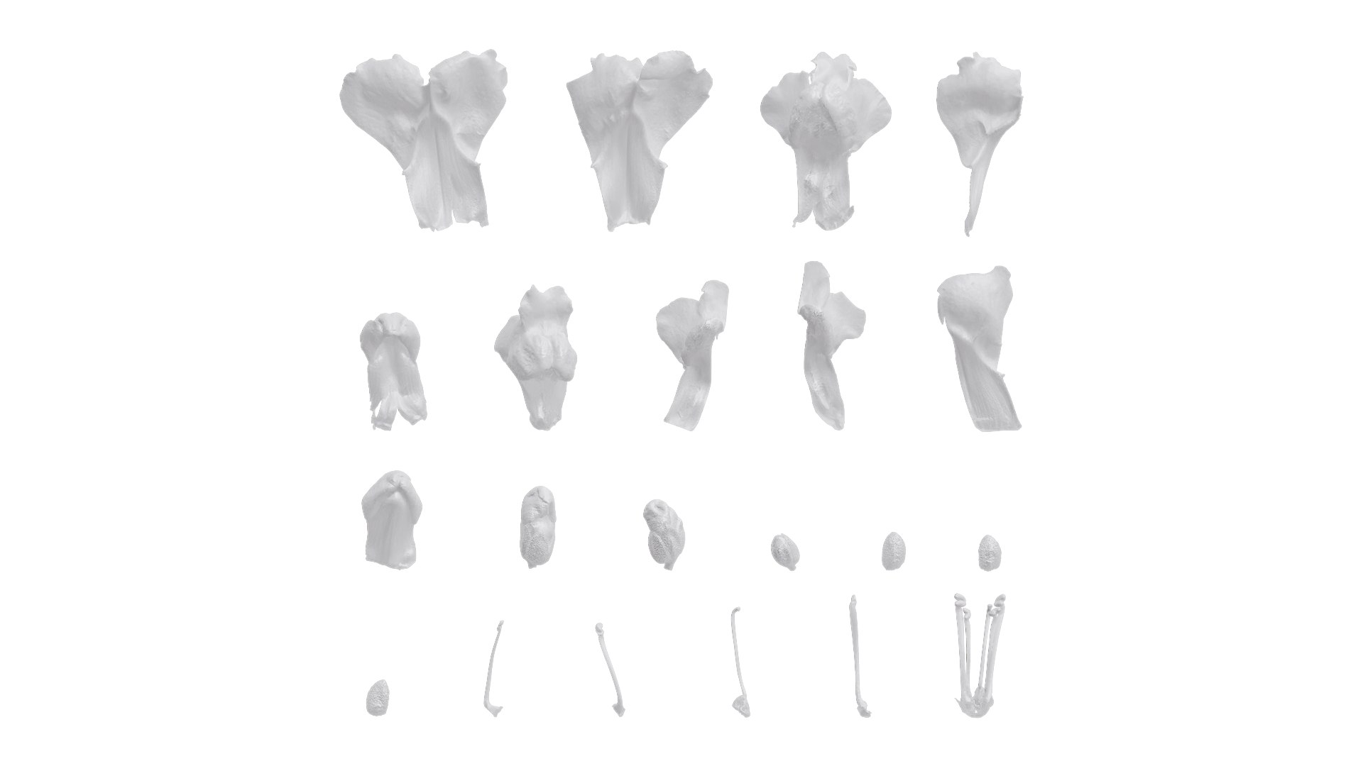 Anydrafts Antirrhinum Majus Flower 09 Textures 3D Model - TurboSquid ...