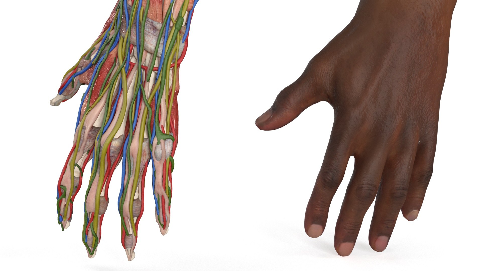 3D Model Man Arm Anatomy Realistic - TurboSquid 2286811