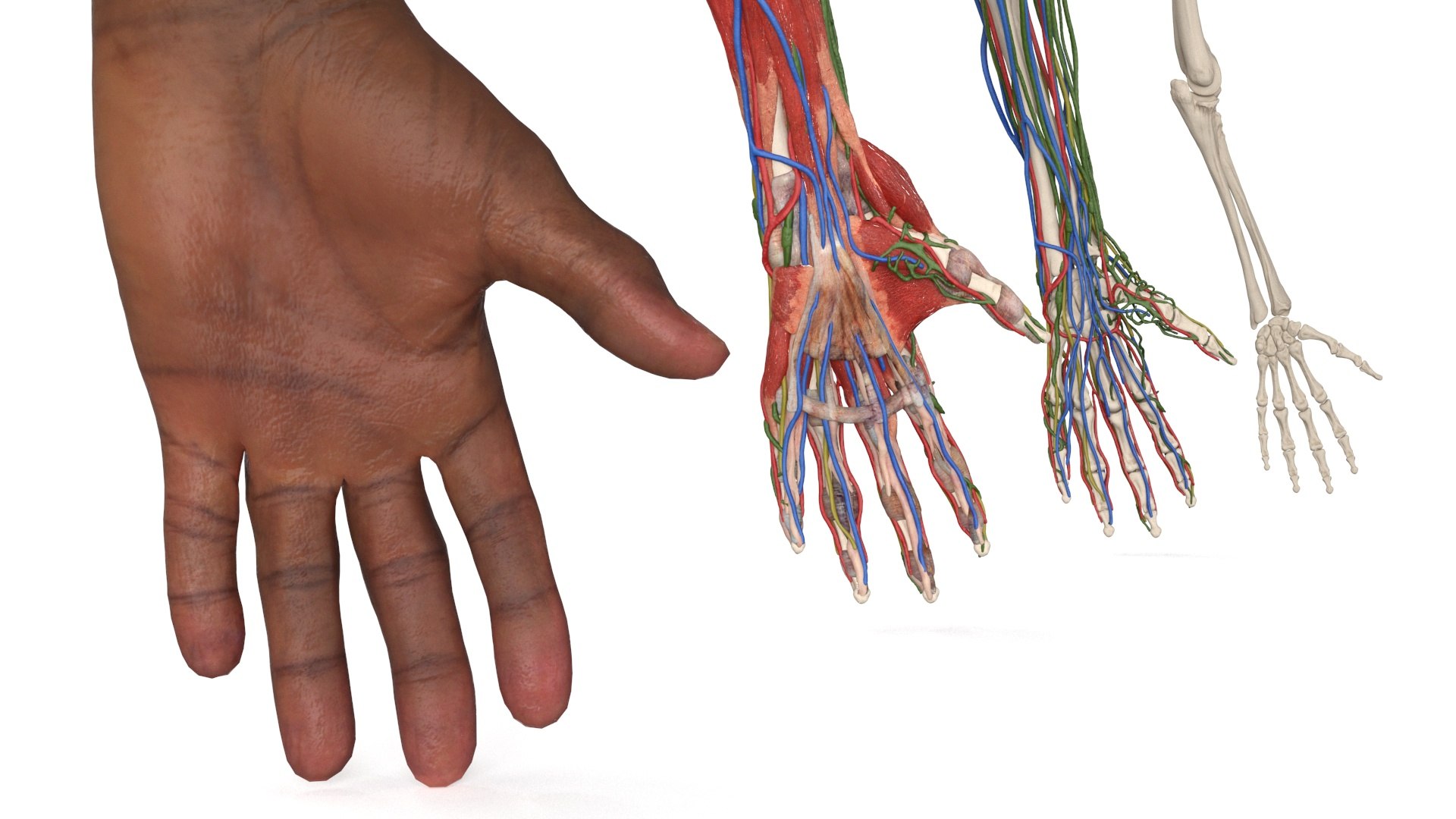 3D Model Man Arm Anatomy Realistic - TurboSquid 2286811