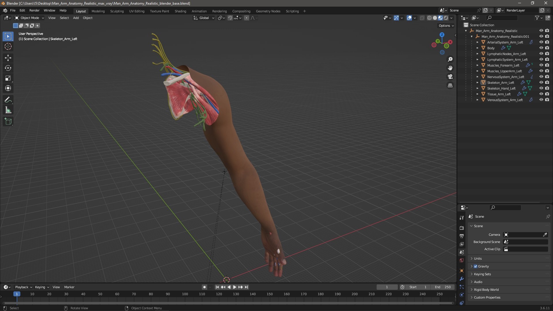 3D Model Man Arm Anatomy Realistic - TurboSquid 2286811
