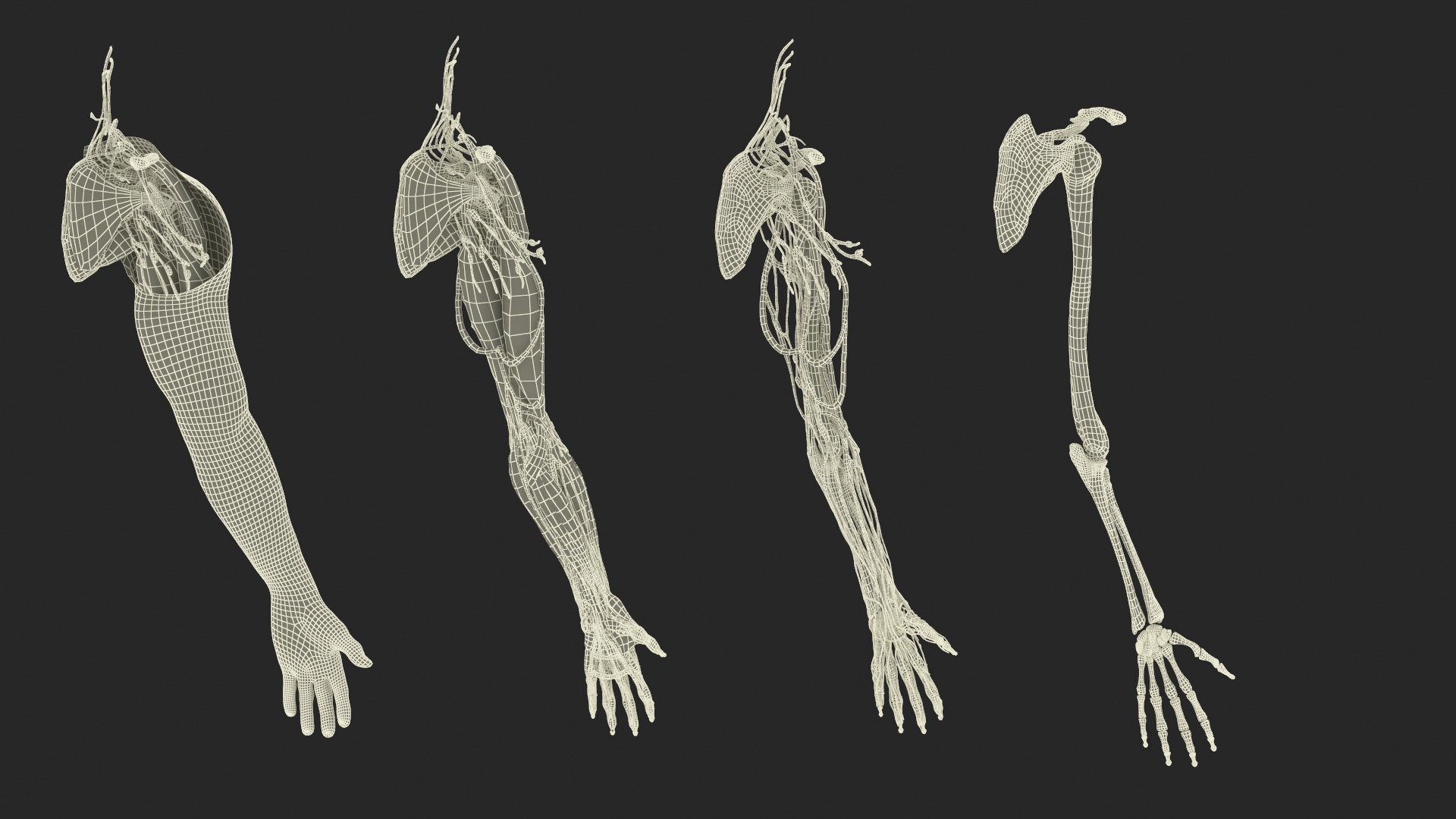 3D Model Man Arm Anatomy Realistic - TurboSquid 2286811