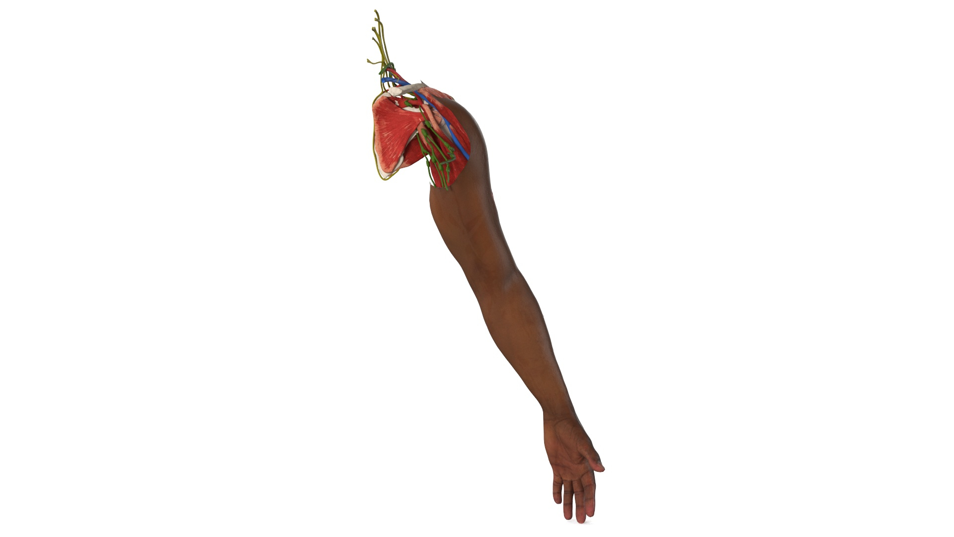 3D Model Man Arm Anatomy Realistic - TurboSquid 2286811