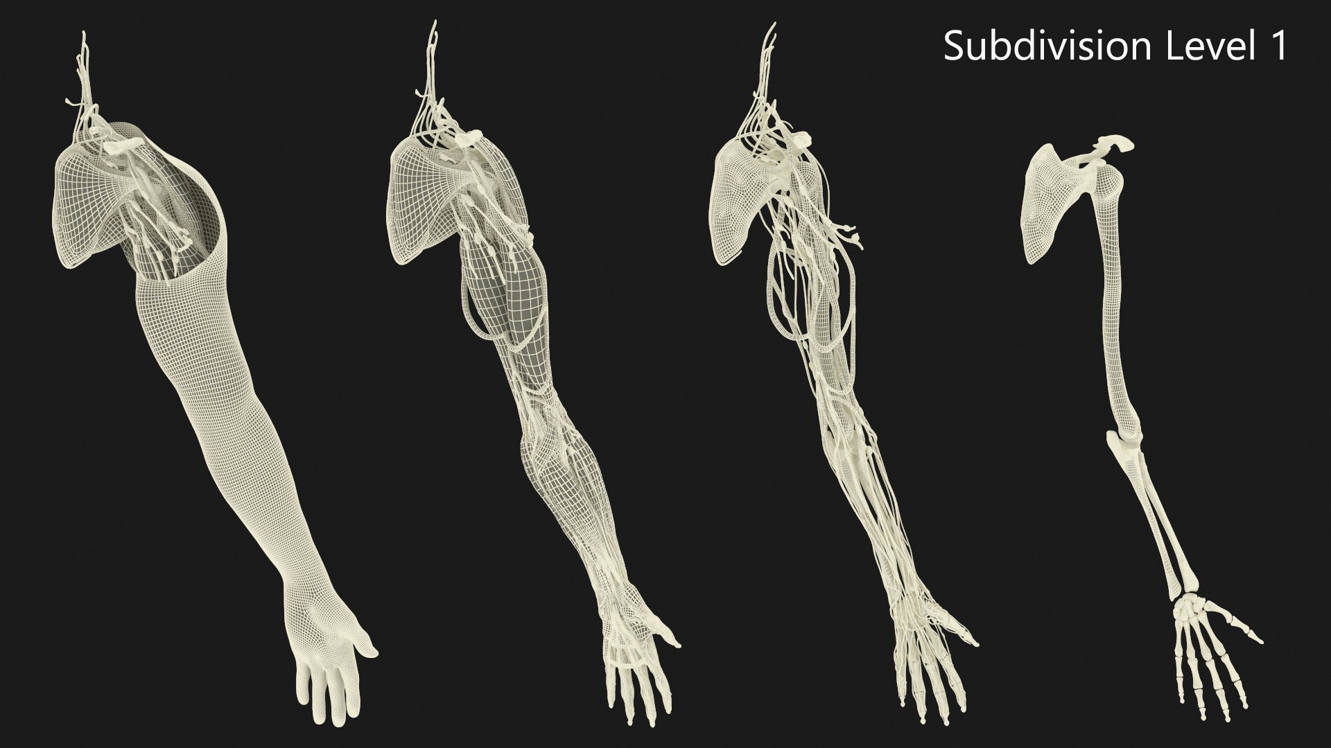 3D Model Man Arm Anatomy Realistic - TurboSquid 2286811