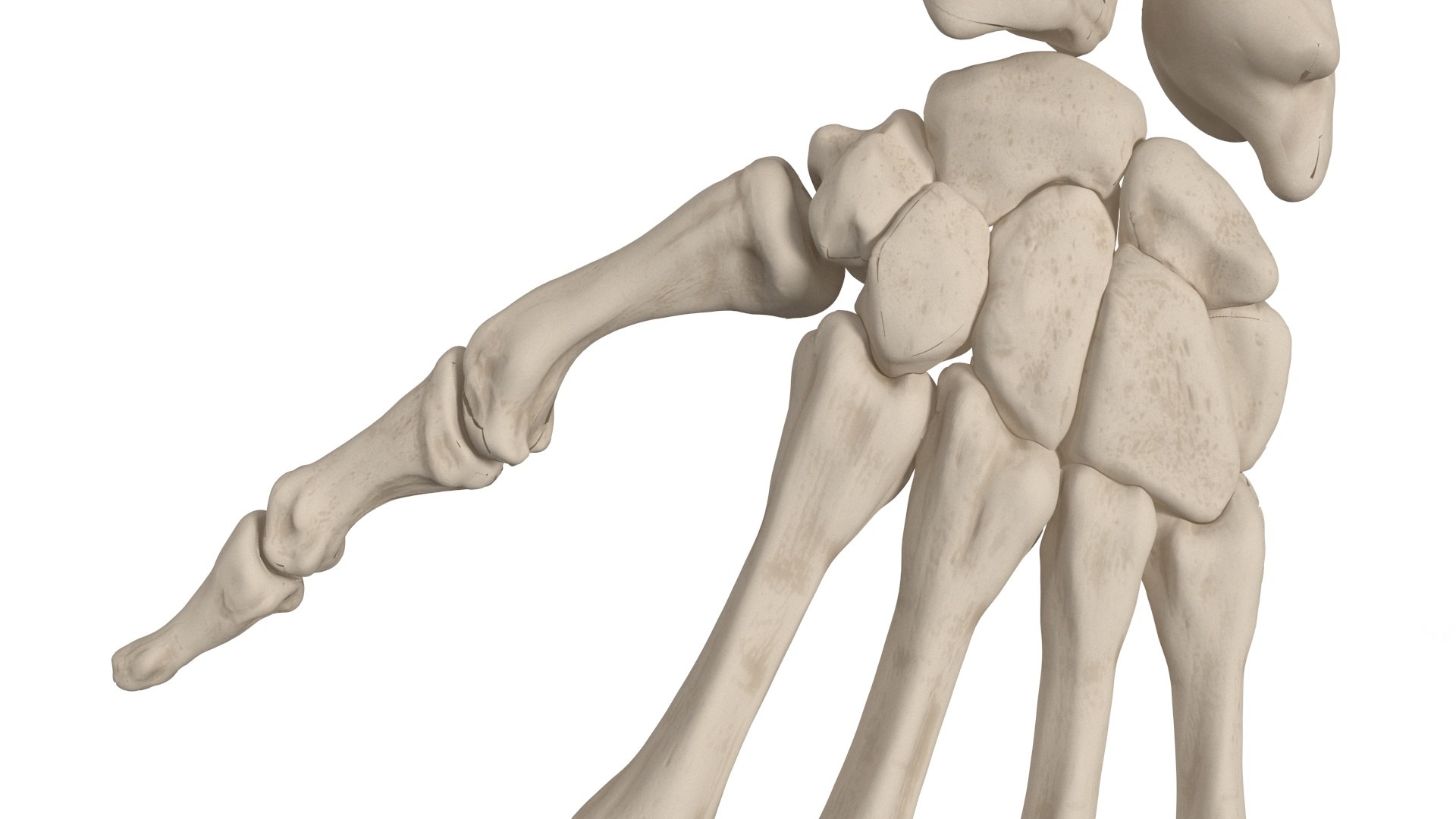 3D Model Man Arm Anatomy Realistic - TurboSquid 2286811
