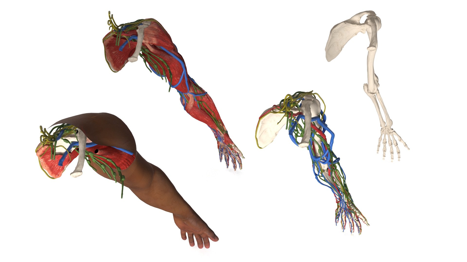 3D Model Man Arm Anatomy Realistic - TurboSquid 2286811