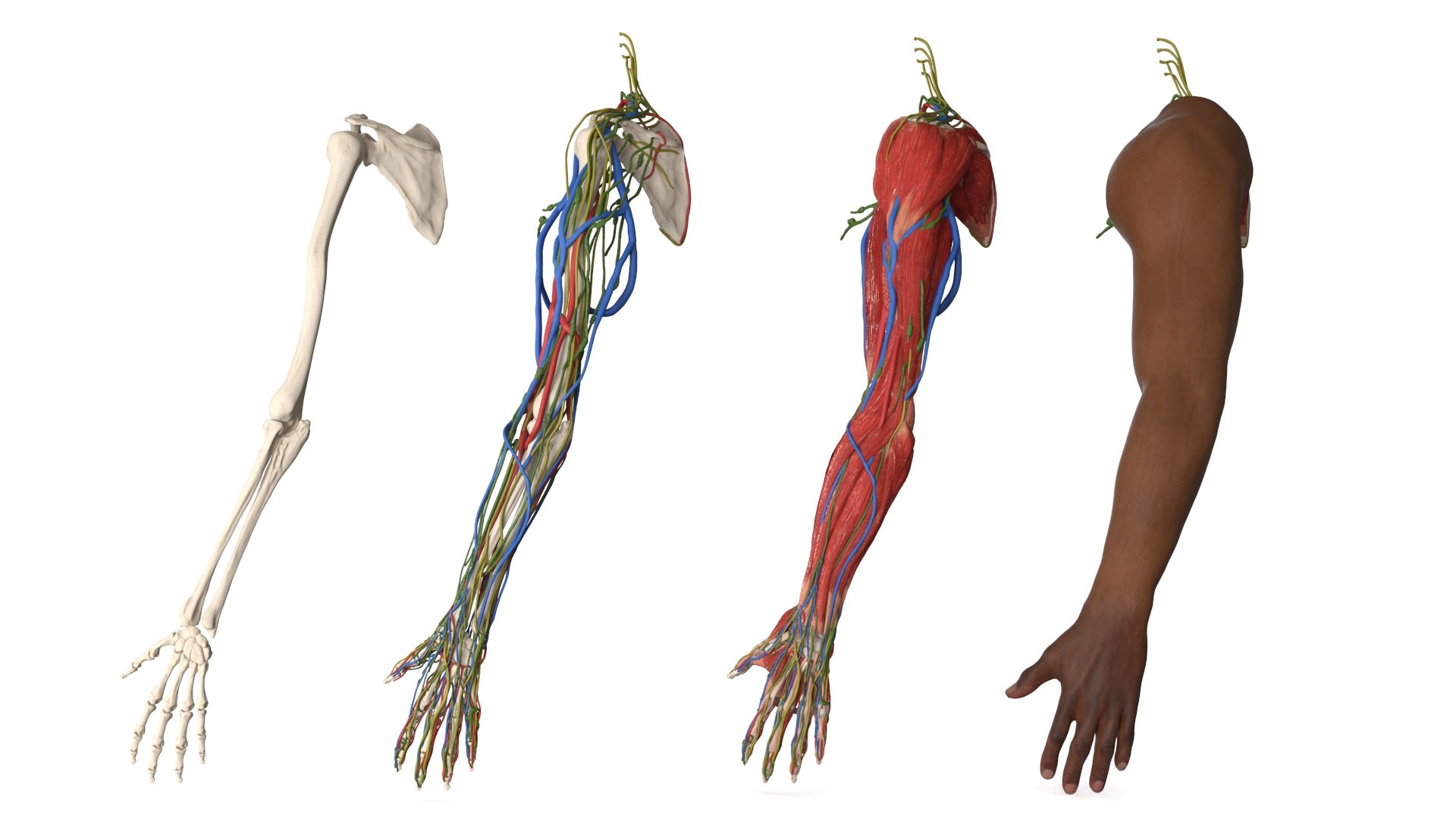 3D Model Man Arm Anatomy Realistic - TurboSquid 2286811