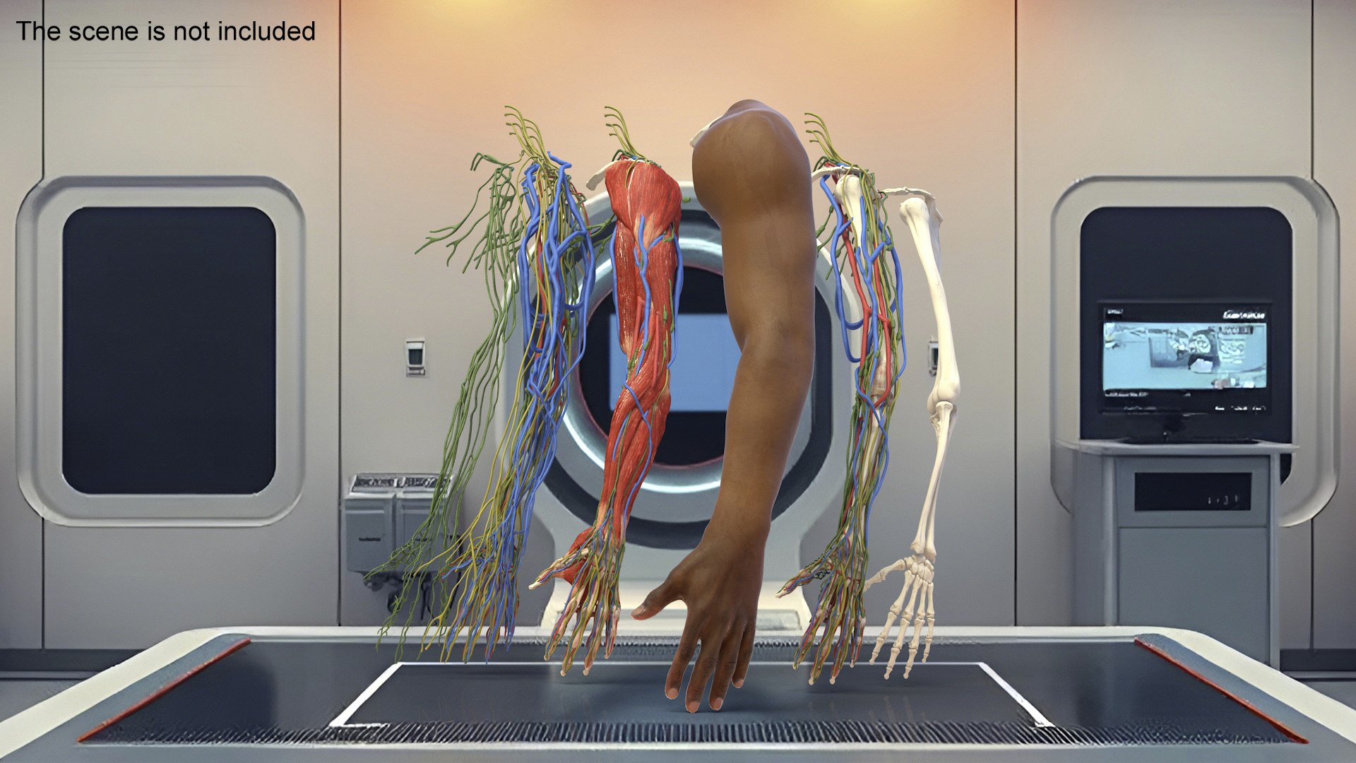 3D Model Man Arm Anatomy Realistic - TurboSquid 2286811