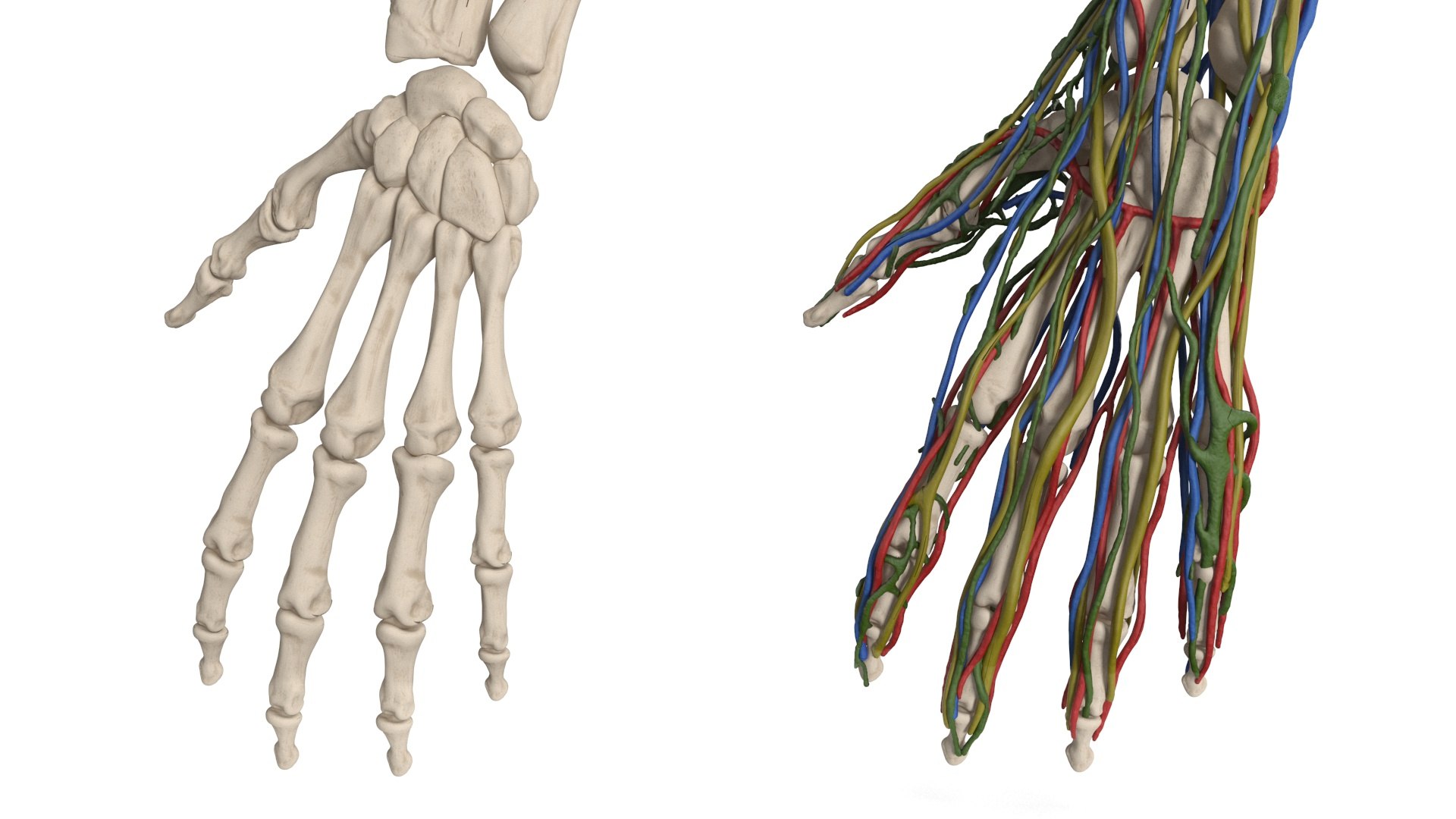 3D Model Man Arm Anatomy Realistic - TurboSquid 2286811