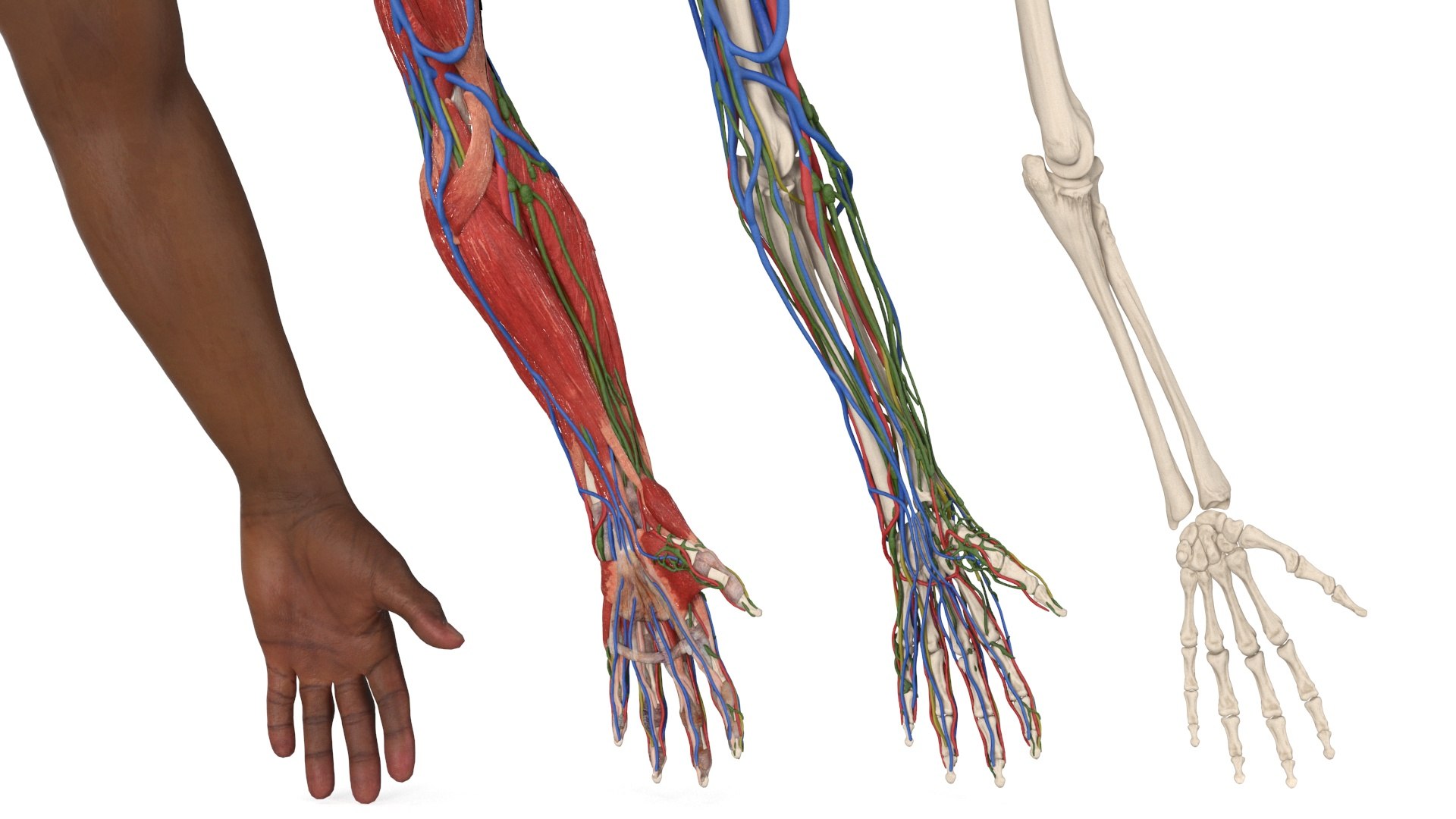 3D Model Man Arm Anatomy Realistic - TurboSquid 2286811