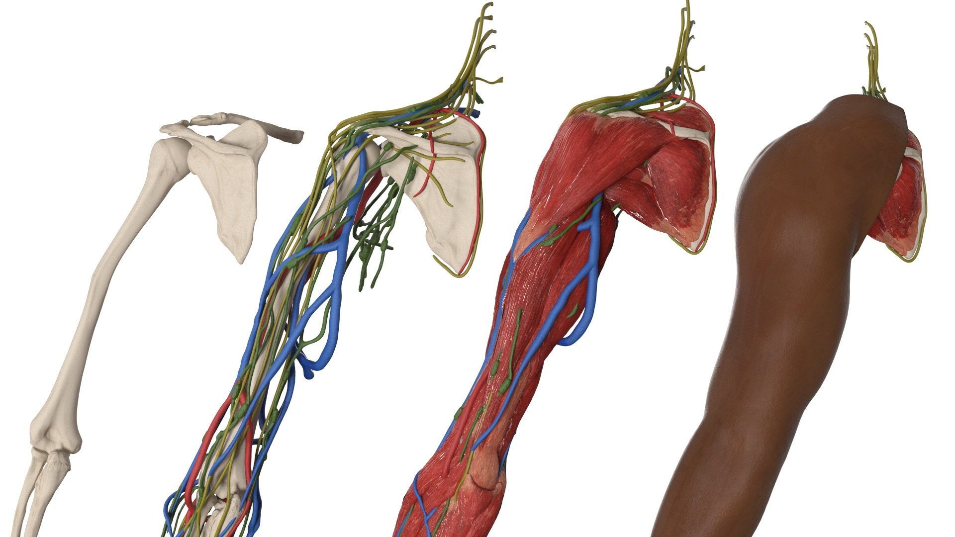 3D Model Man Arm Anatomy Realistic - TurboSquid 2286811