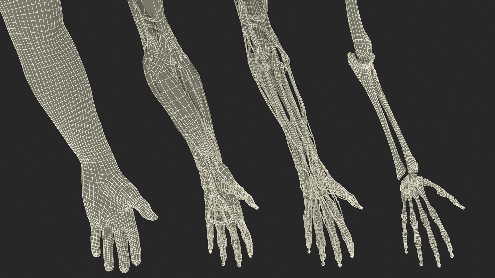 3D Model Man Arm Anatomy Realistic - TurboSquid 2286811