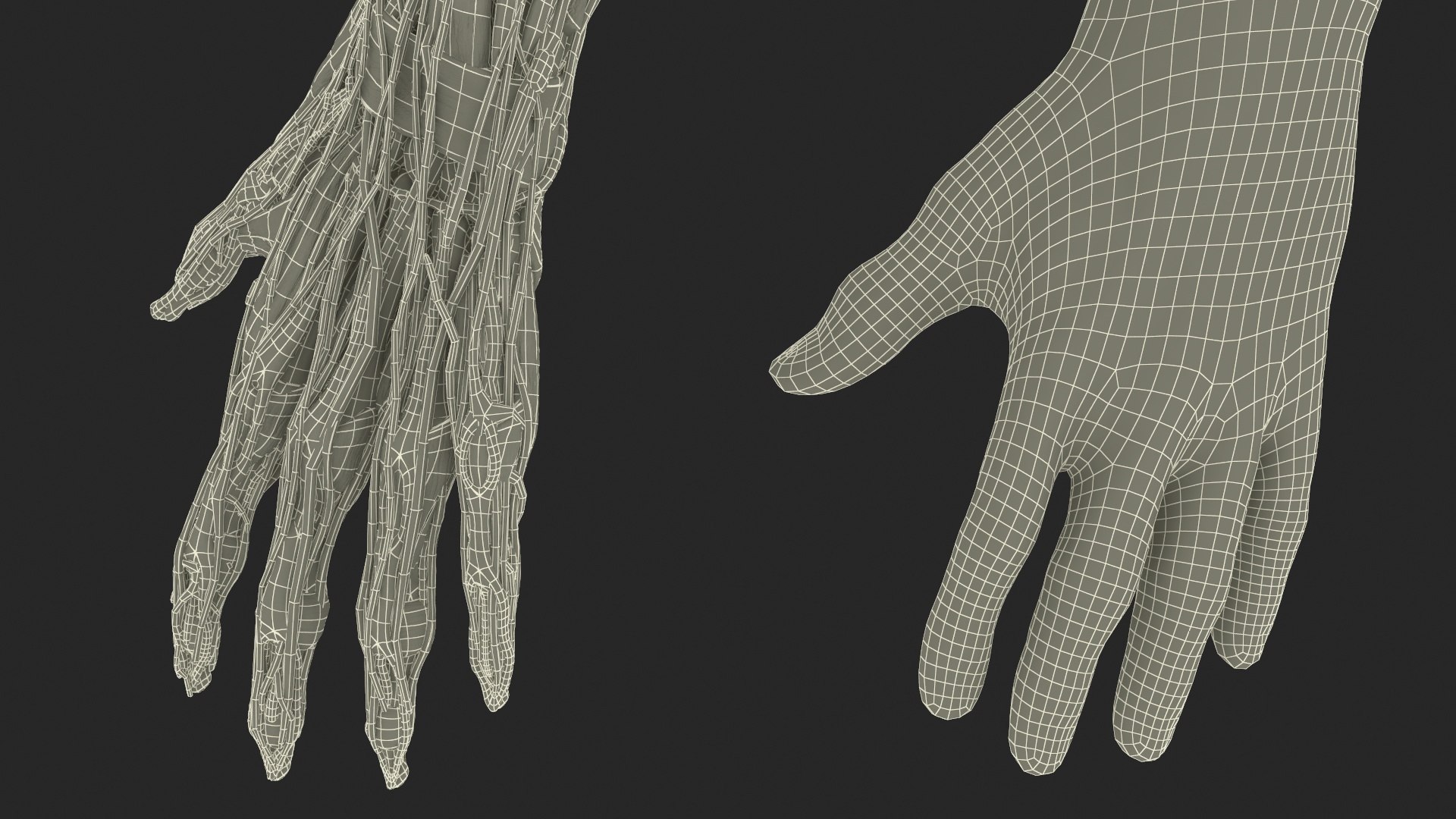 3D Model Man Arm Anatomy Realistic - TurboSquid 2286811