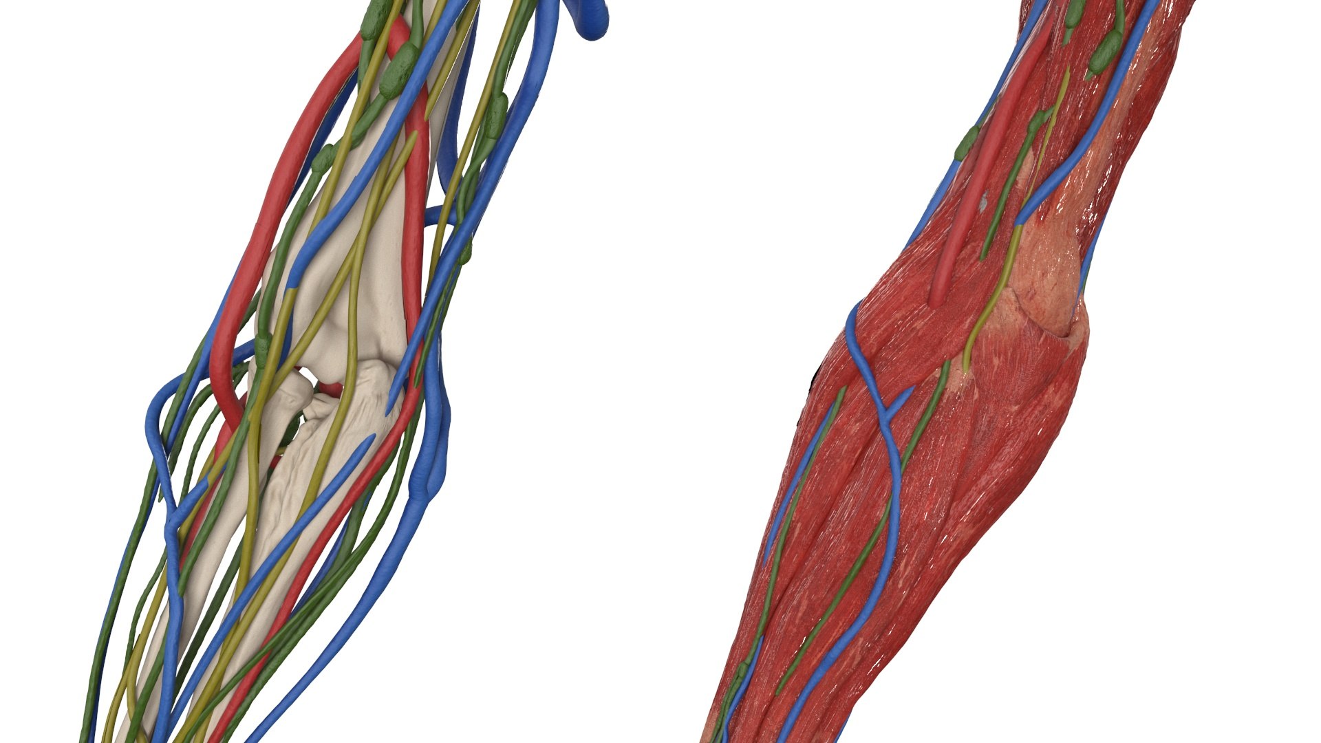 3D Model Man Arm Anatomy Realistic - TurboSquid 2286811