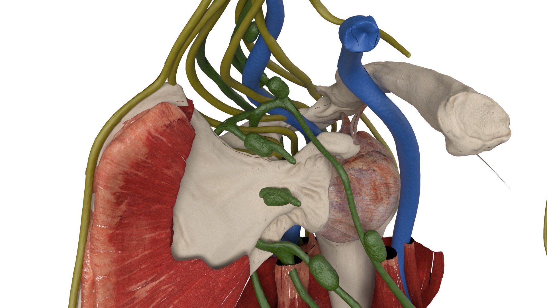 3D Model Man Arm Anatomy Realistic - TurboSquid 2286811