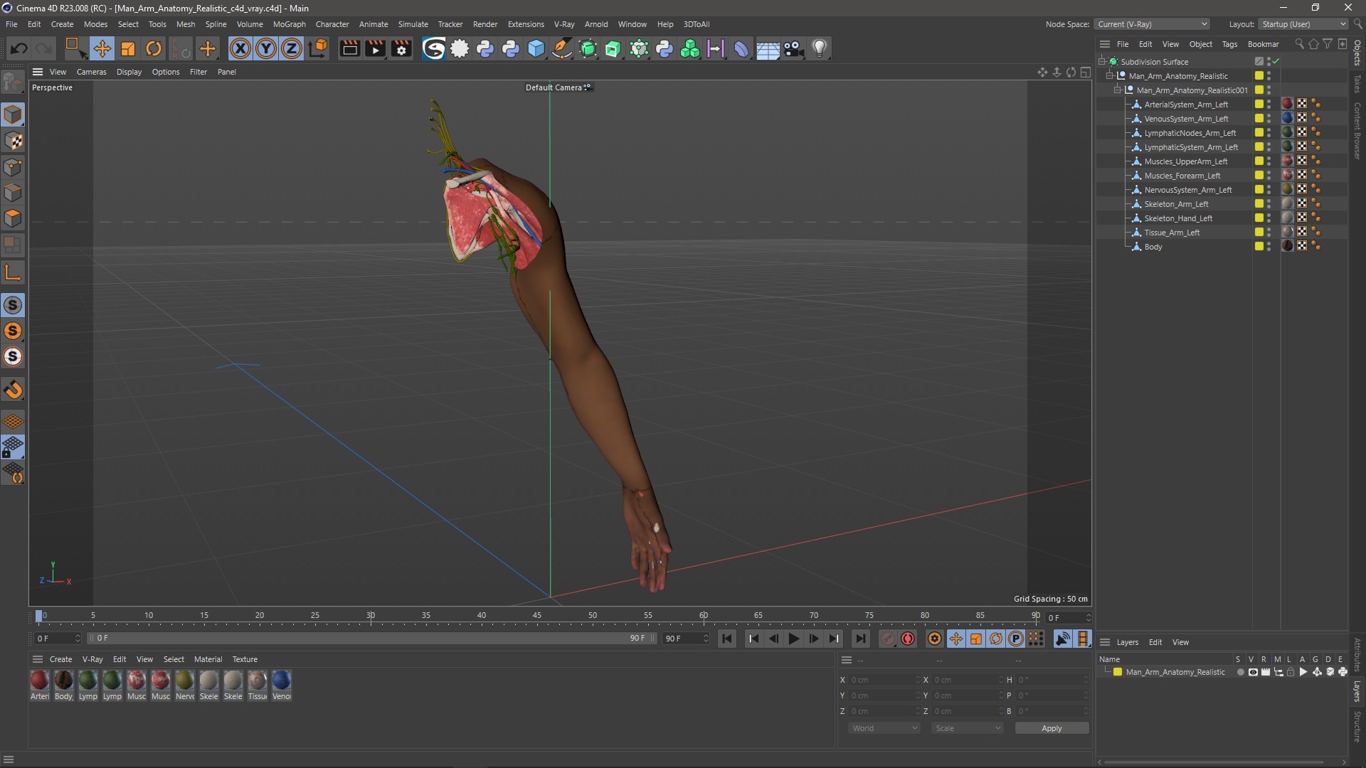 3D Model Man Arm Anatomy Realistic - TurboSquid 2286811