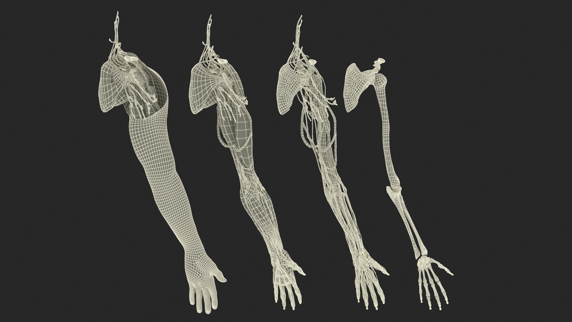 3D Model Man Arm Anatomy Realistic - TurboSquid 2286811