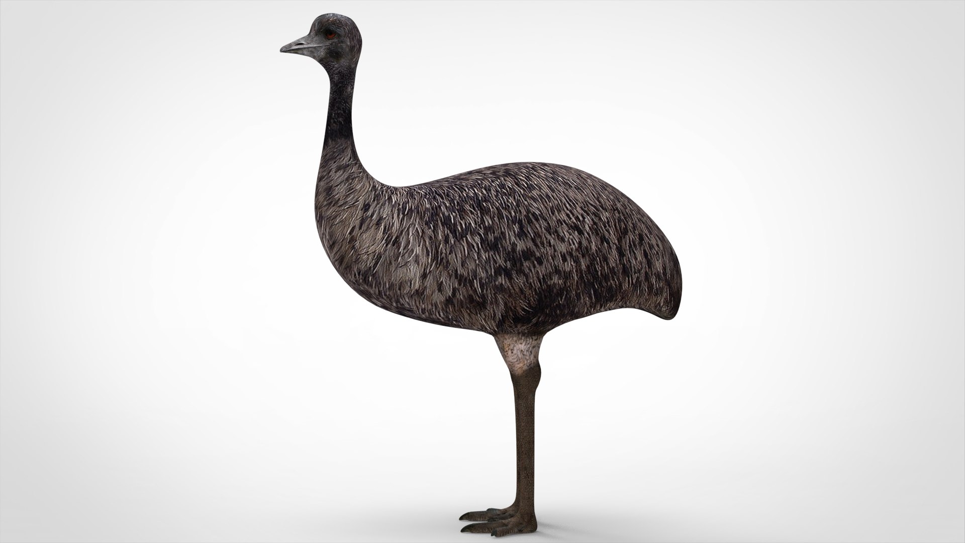 Emu3D模型 - TurboSquid 1910578