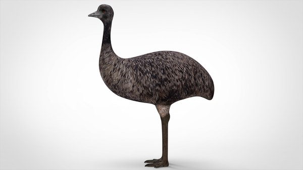 3D модель Emu - TurboSquid 1910578