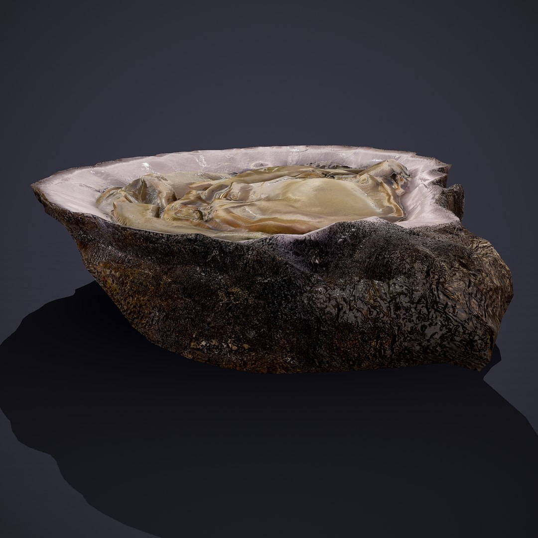 Oyster Model - TurboSquid 1623164
