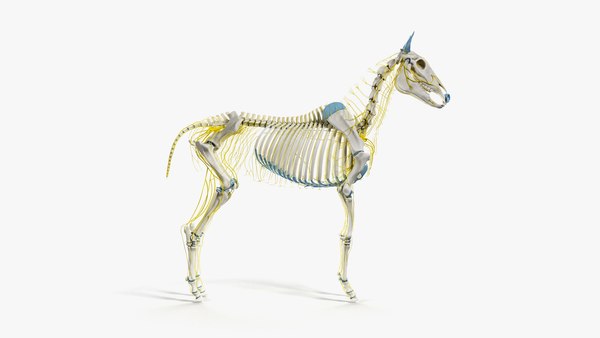 modelo 3d Completo Caballo Anatomía Maya Animado - TurboSquid 1706894