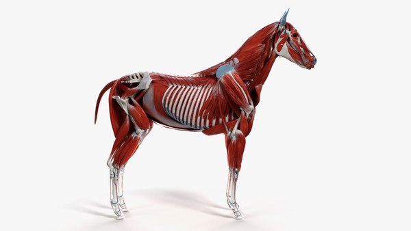 modelo 3d Completo Caballo Anatomía Maya Animado - TurboSquid 1706894