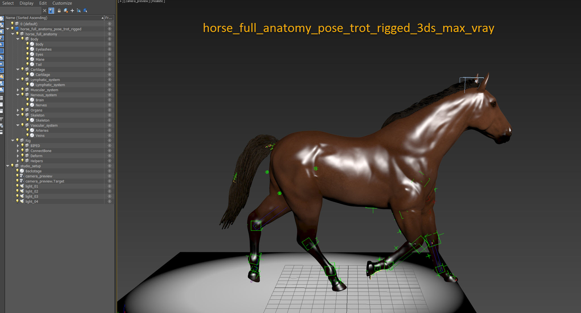 modelo 3d Completo Caballo Anatomía Maya Animado - TurboSquid 1706894